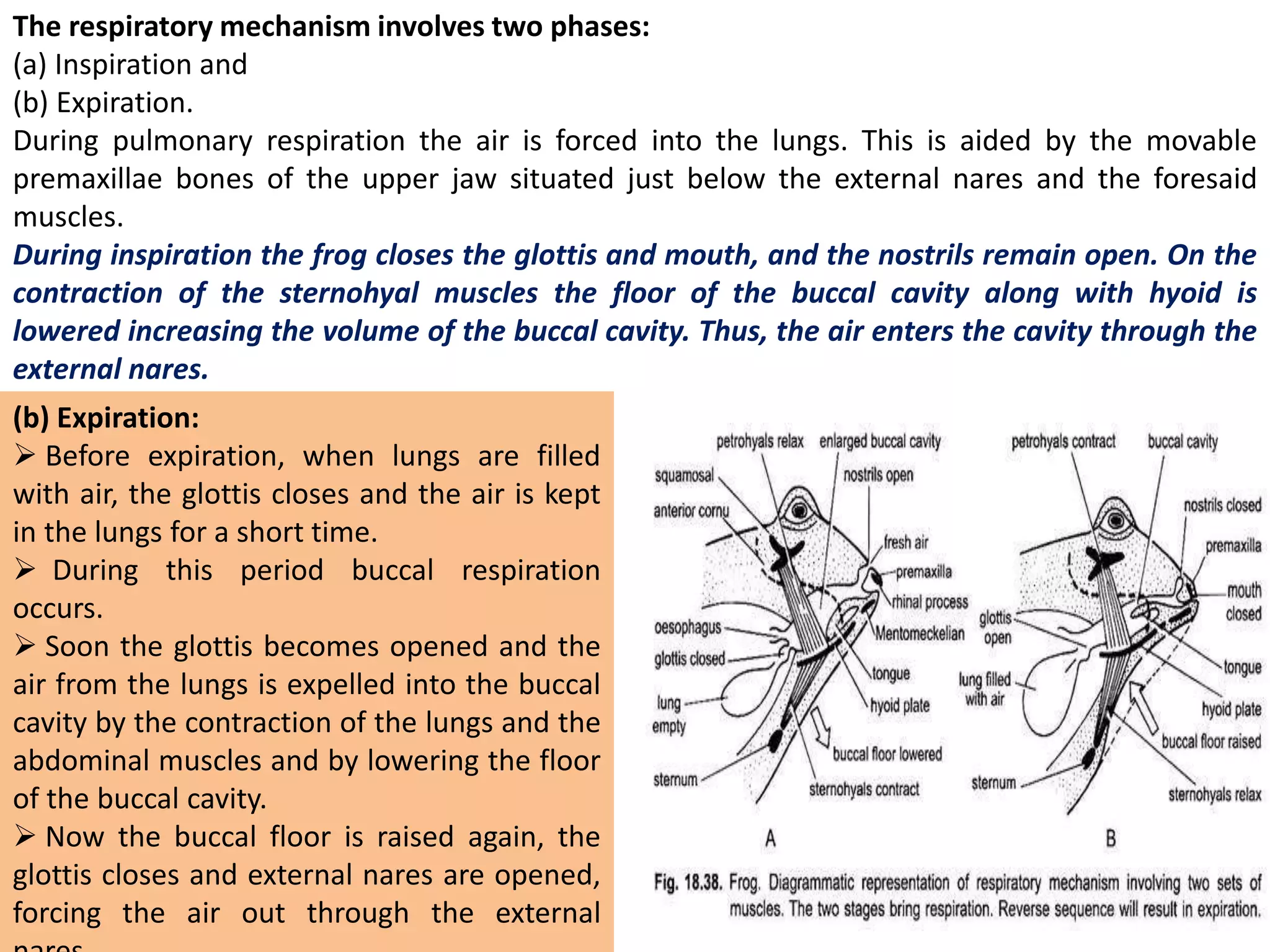 Vertebrate respiratory system | PPTX