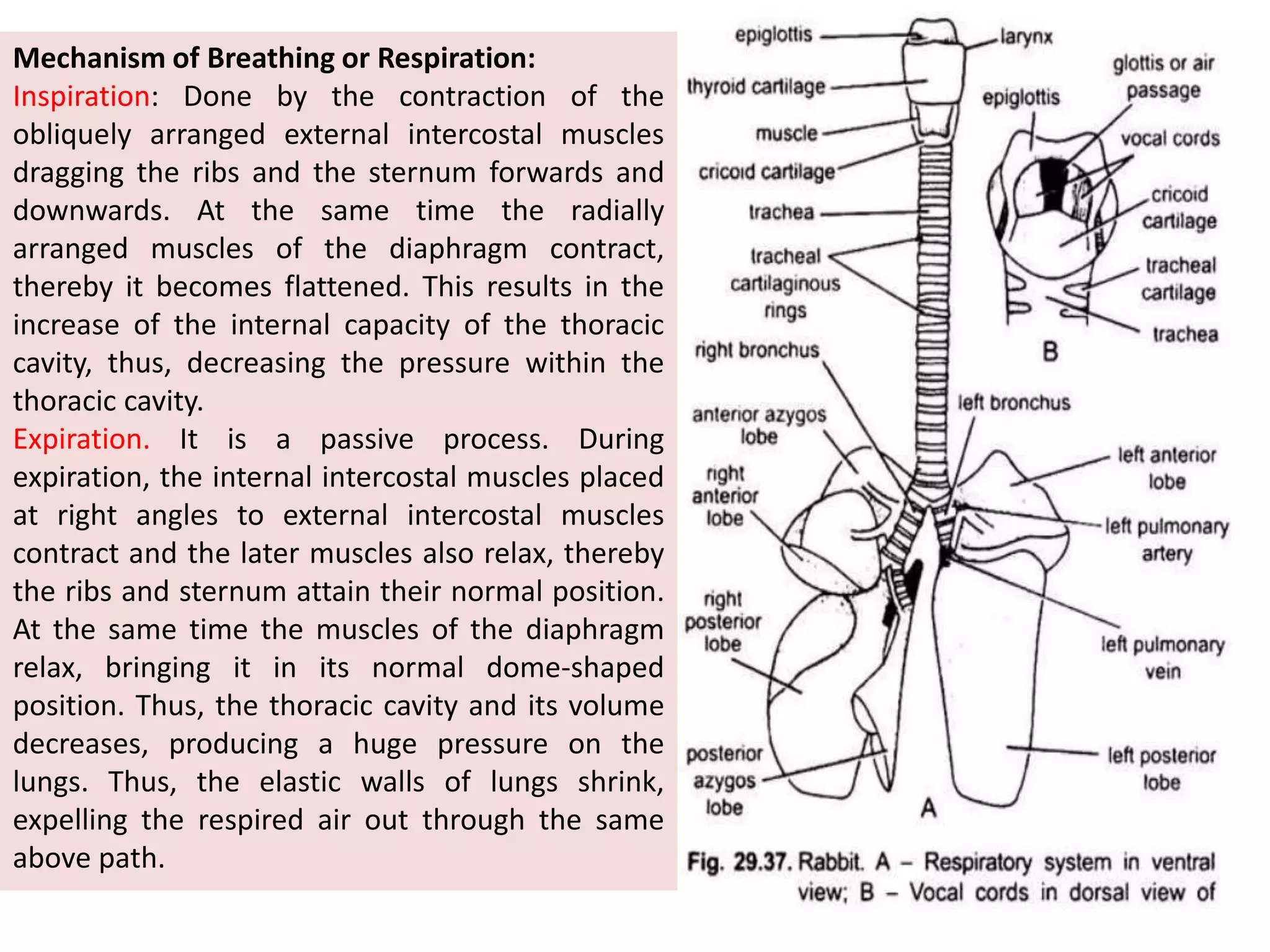Vertebrate respiratory system | PPTX