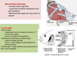 Vertebrate respiratory system | PPTX