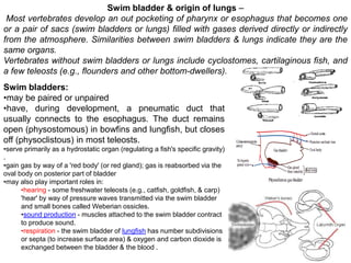 Vertebrate respiratory system | PPTX