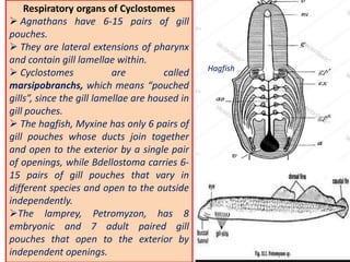 Vertebrate respiratory system | PPTX