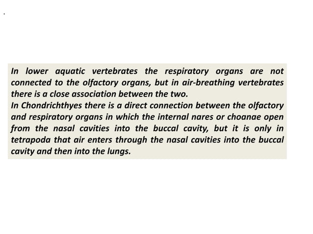 Vertebrate respiratory system | PPTX | Lung and Respiratory Health ...