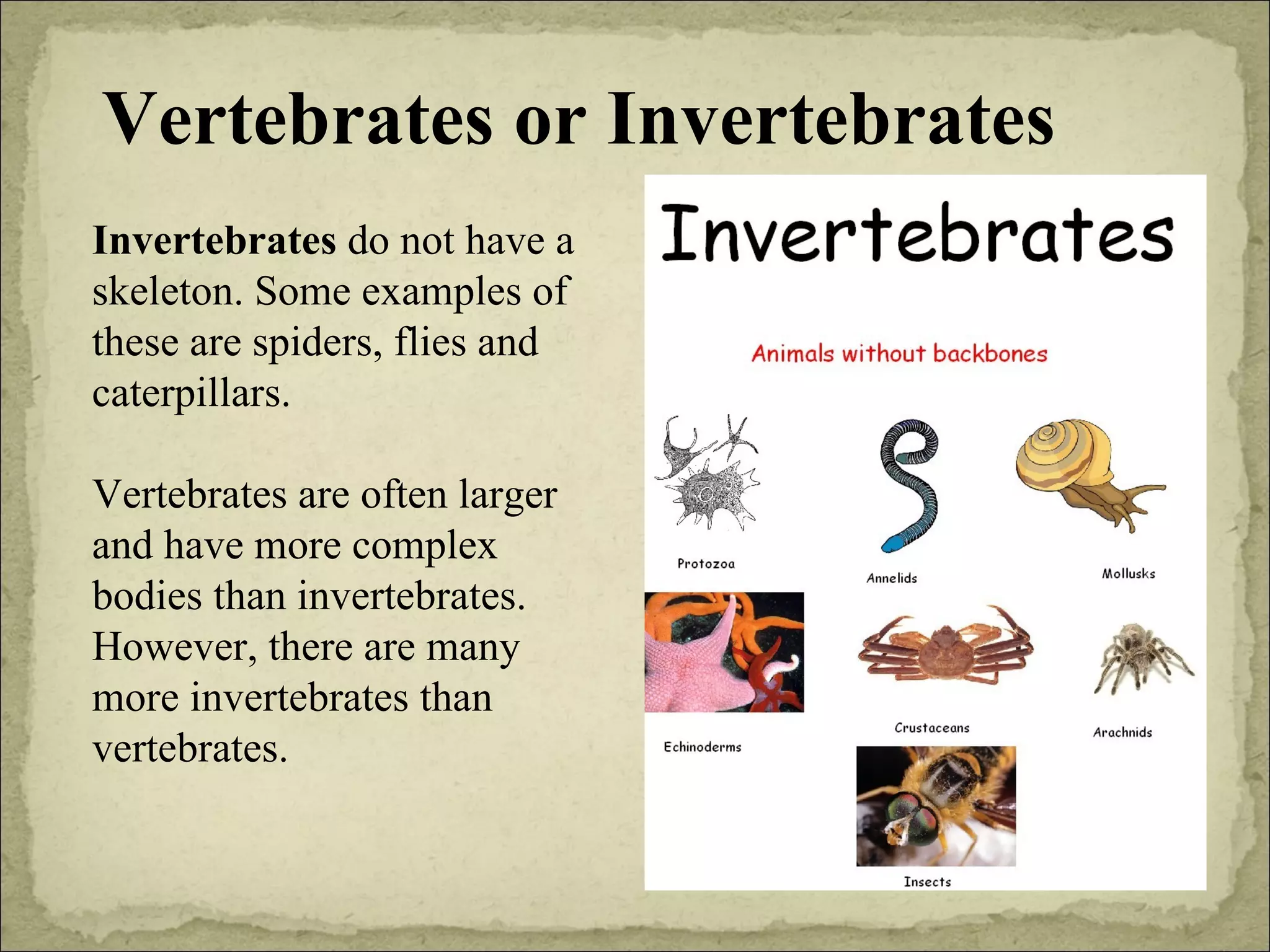 Vertebrates | PPT