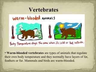 Vertebrates | PPT