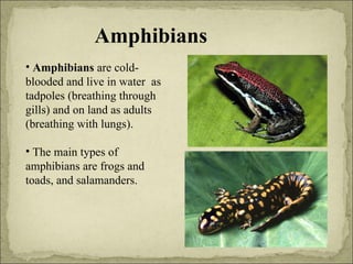 Vertebrates Amphibians Examples