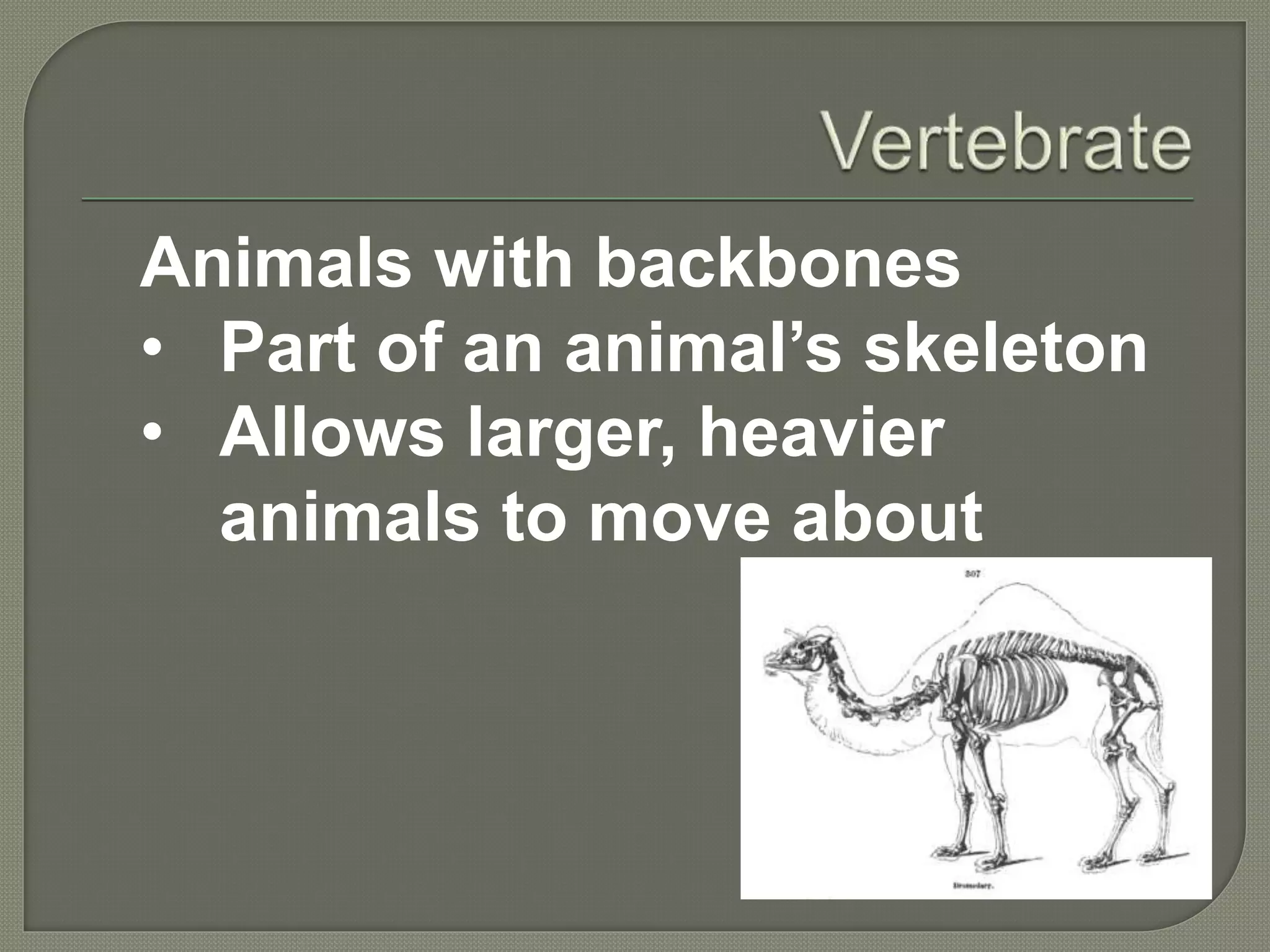 Vertebrates | PPTX