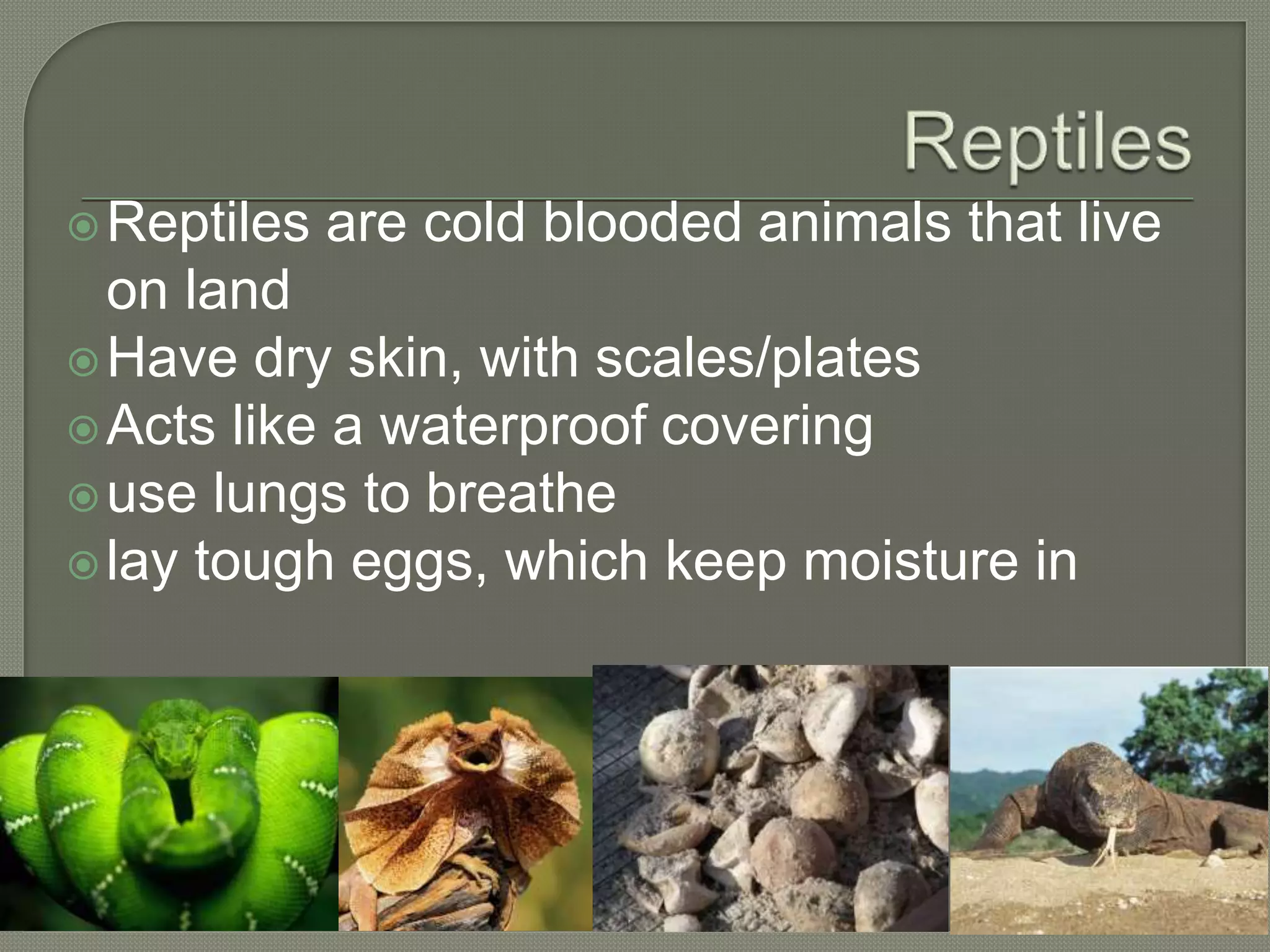 Vertebrates | PPTX