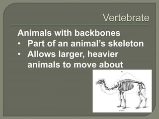 Vertebrates | PPTX