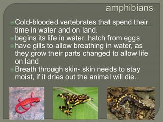 Vertebrates | PPTX