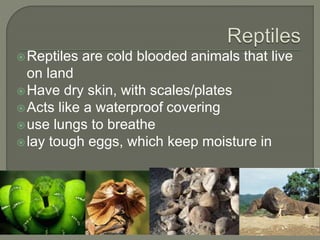 Vertebrates | PPTX