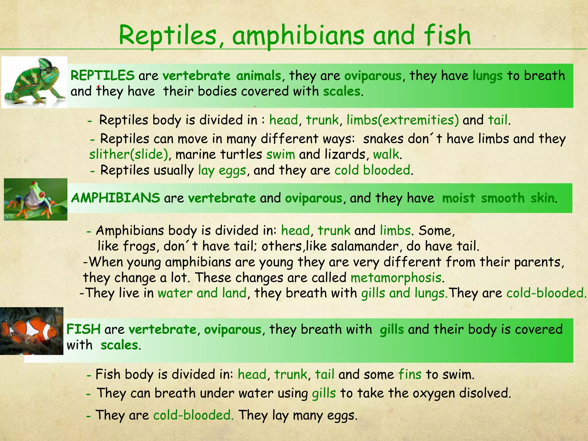 Vertebrates | PPT