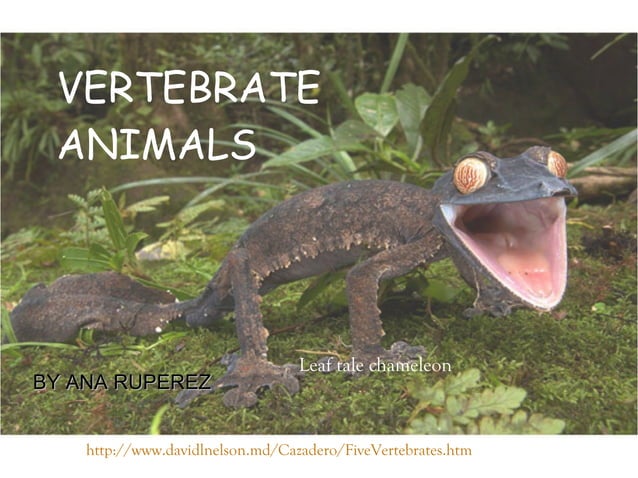 Vertebrates | PPT