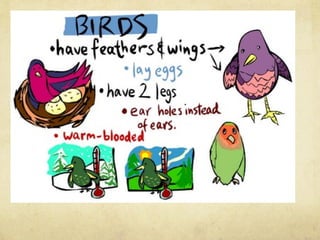 Vertebrates | PPT