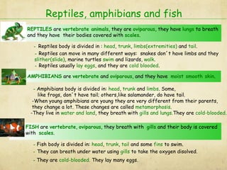 Vertebrates | PPT
