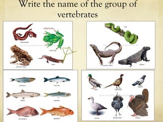 Vertebrates | PPT