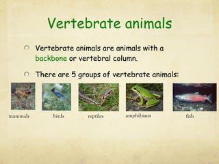 Vertebrates | PPT