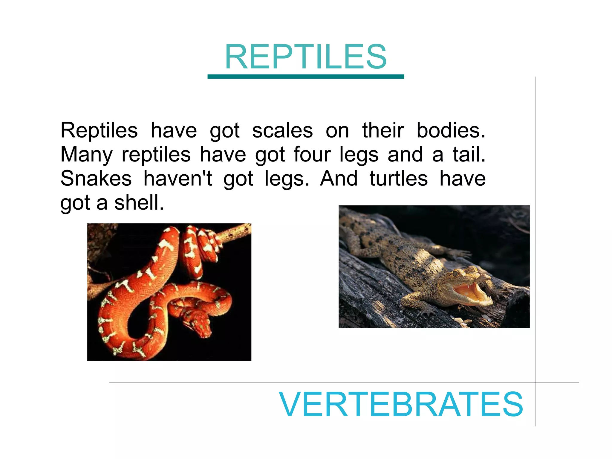 Vertebrates | ODP
