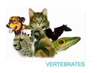 Vertebrates | ODP