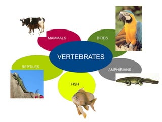 Vertebrates | ODP