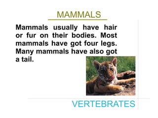 Vertebrates | PPT