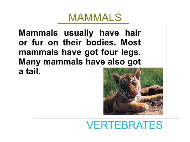 Vertebrates | PPT