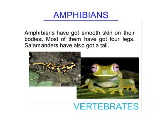 Vertebrates | ODP