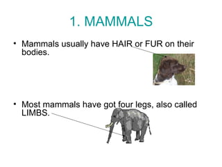 Vertebrates | PPT