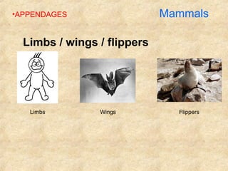 Vertebrates | PPT | Lung and Respiratory Health | Diseases and Conditions