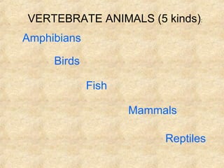 Vertebrates | PPT | Lung and Respiratory Health | Diseases and Conditions