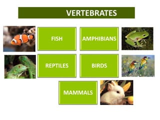 Vertebrates | PPT