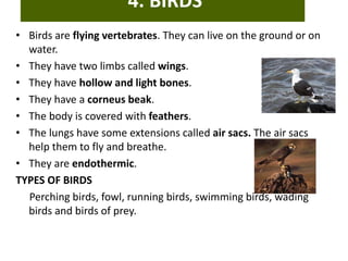 Vertebrates | PPT