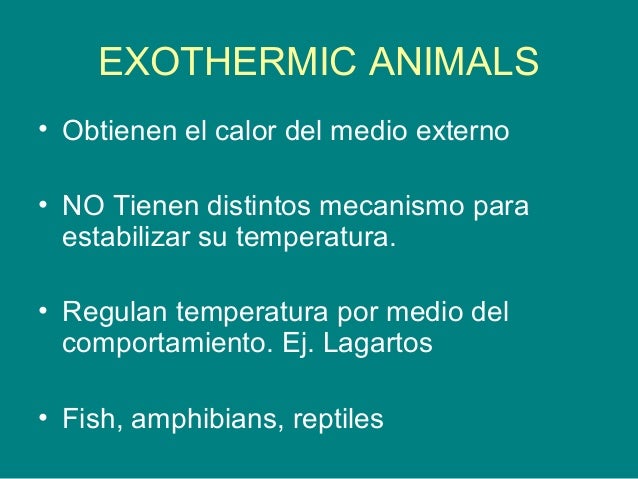 Ectotherm Definition Exaplanation And Examples What Are Examples Of