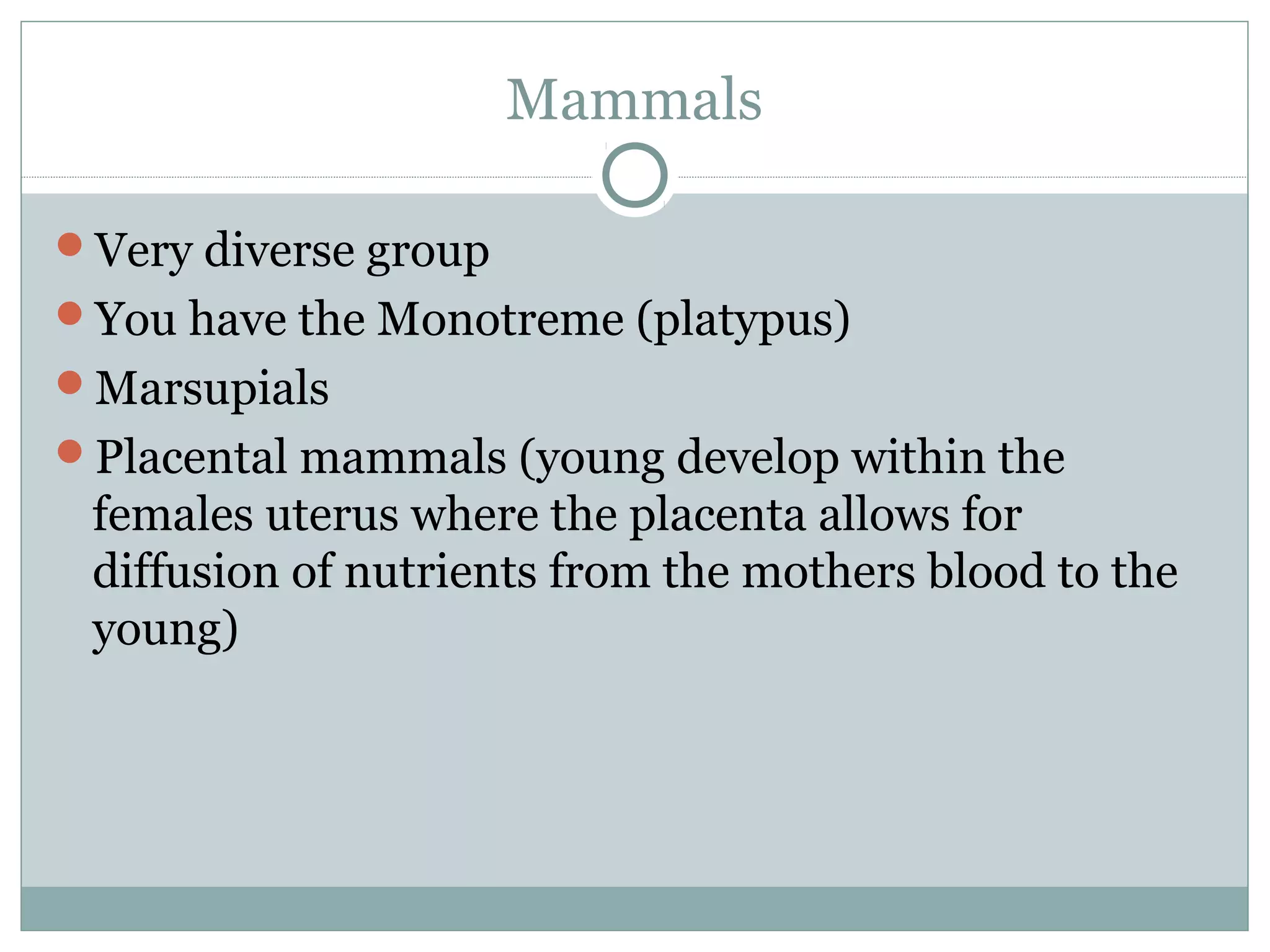 Vertebrates | PPT
