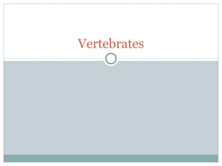 Vertebrates | PPT