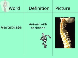 Vertebrates! | PPT