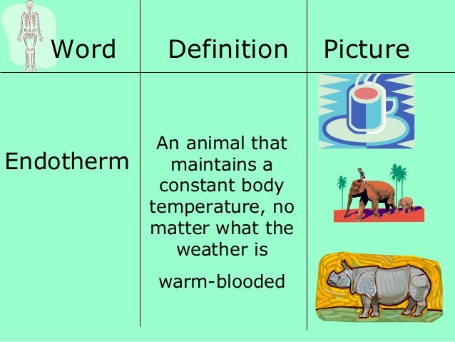 Ectotherm Definition Exaplanation And Examples What Are Examples Of