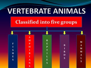 Vertebrates | PPTX