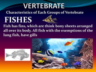 Vertebrates | PPTX