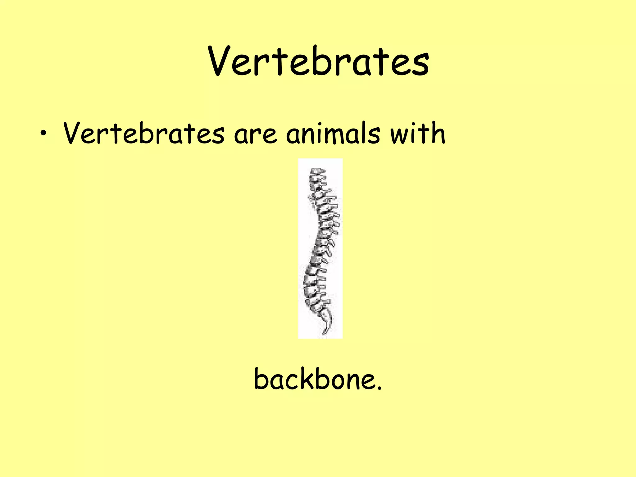 Vertebrates | PPT