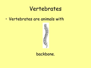 Vertebrates | PPT