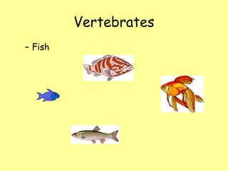 Vertebrates | PPT