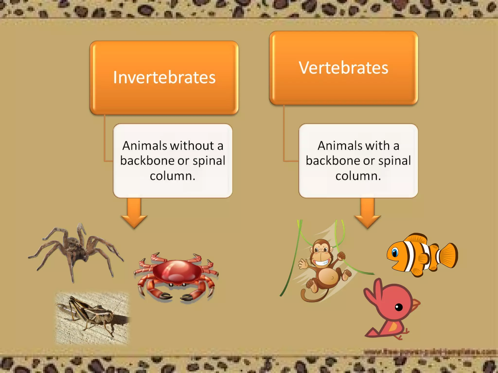 Vertebrates | PPT