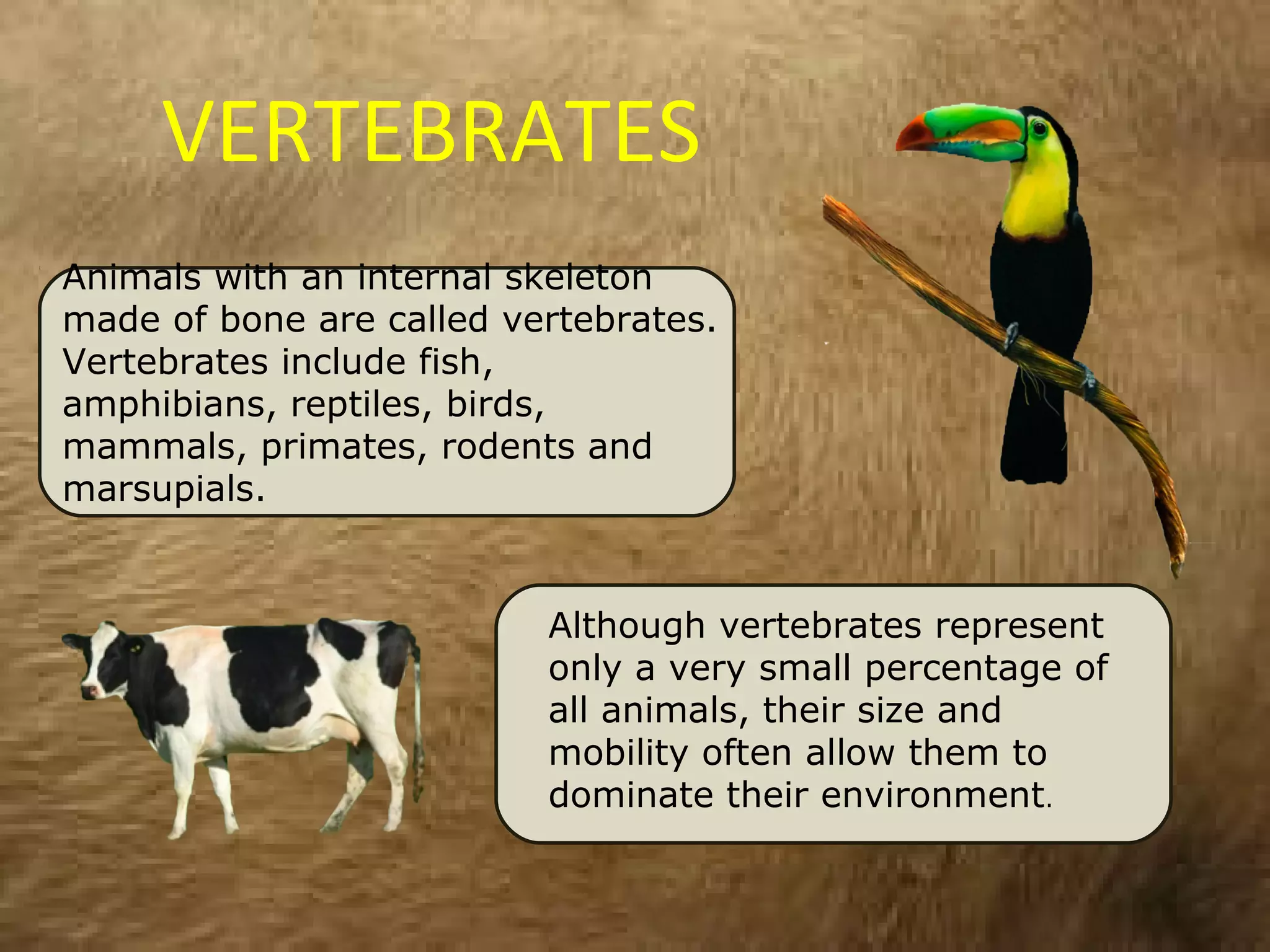 Vertebrates | PPT
