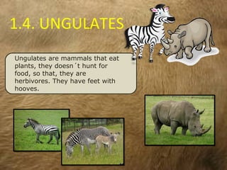 Vertebrates | PPT