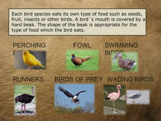 Vertebrates | PPT