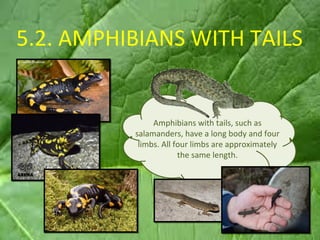 Vertebrates | PPT