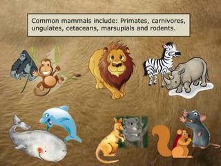 Vertebrates | PPT