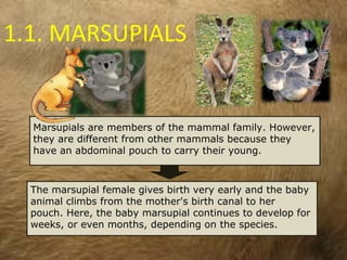 Vertebrates | PPT