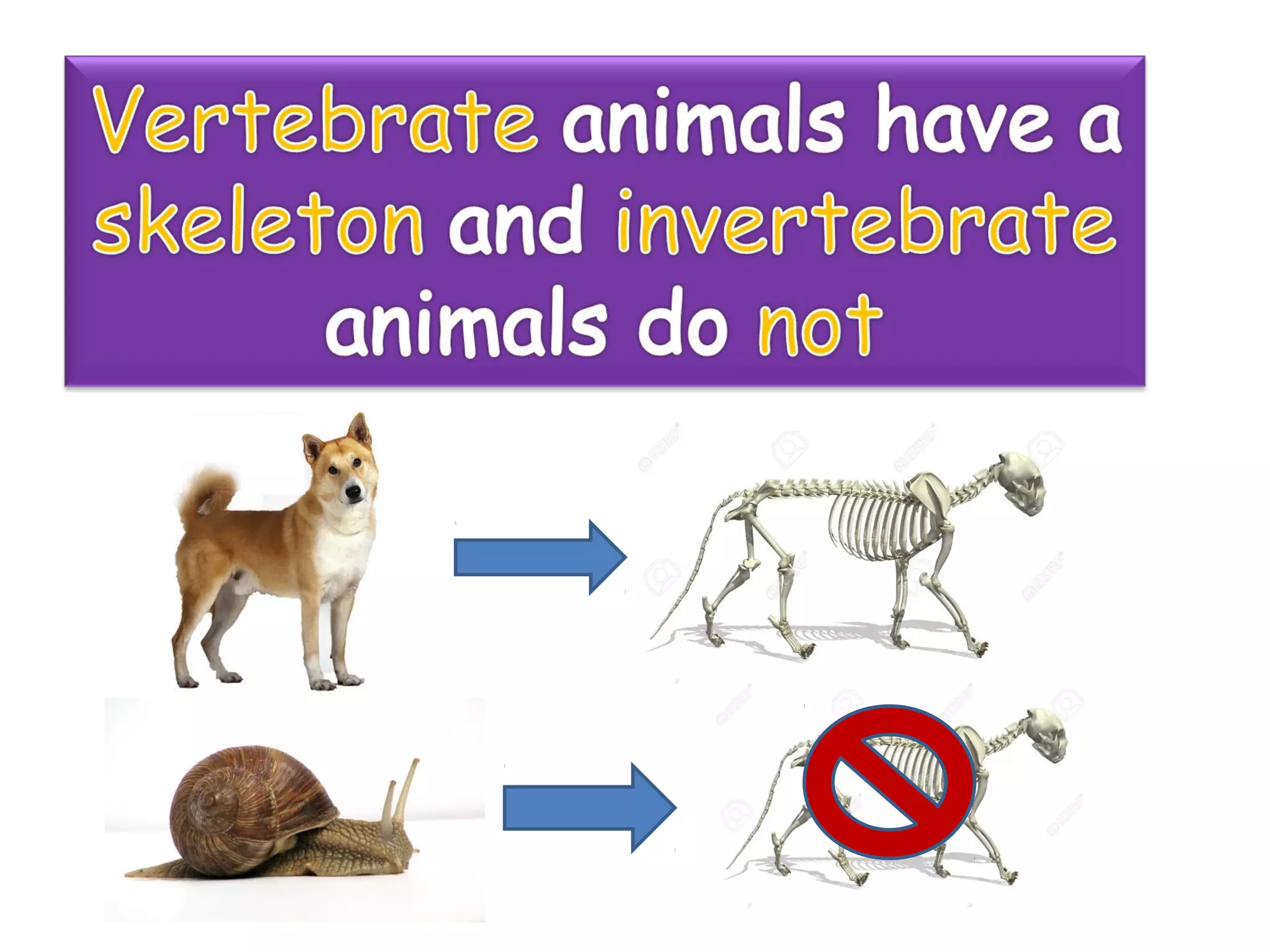 Vertebrates | PPT