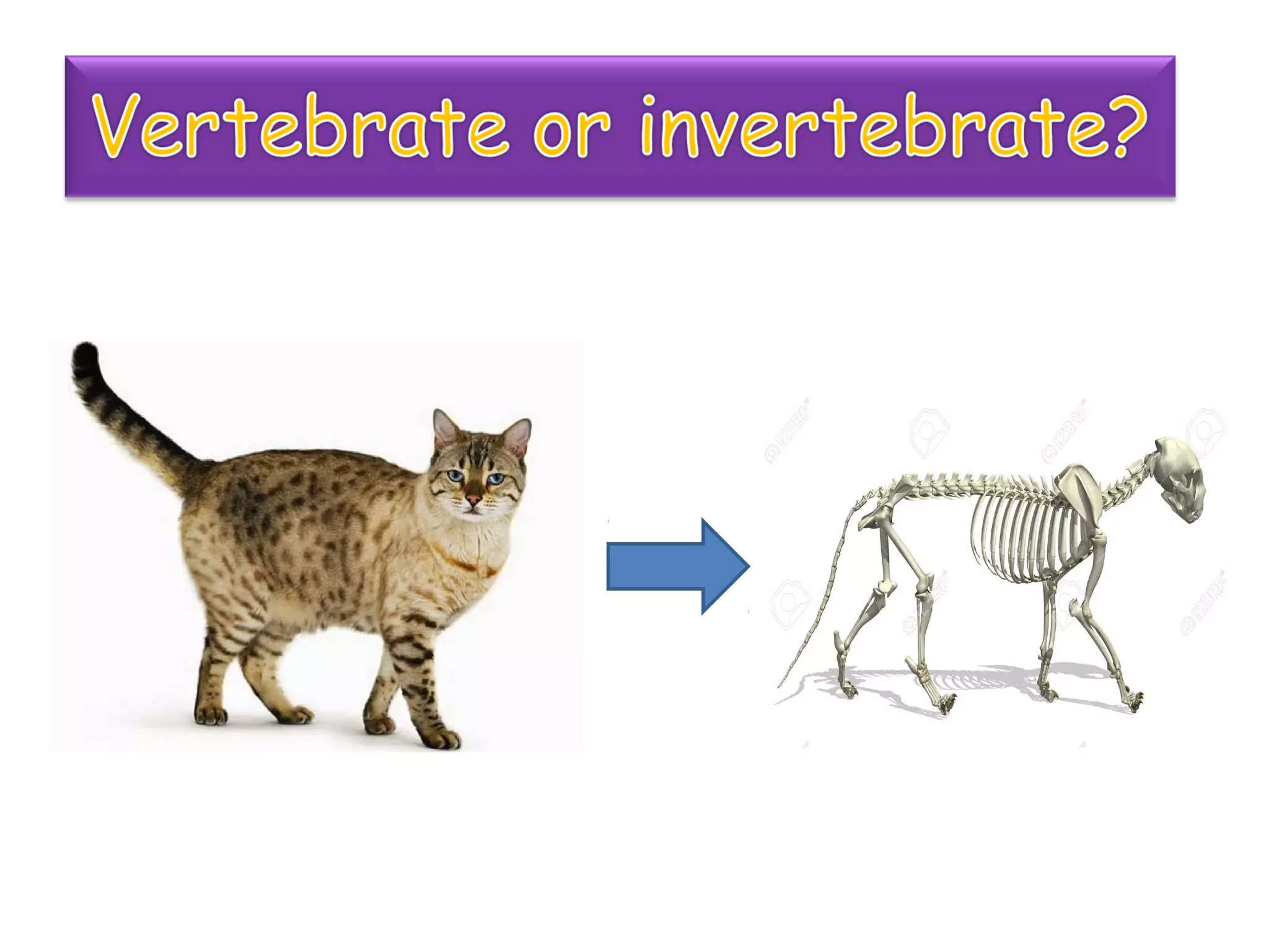 Vertebrates | PPT